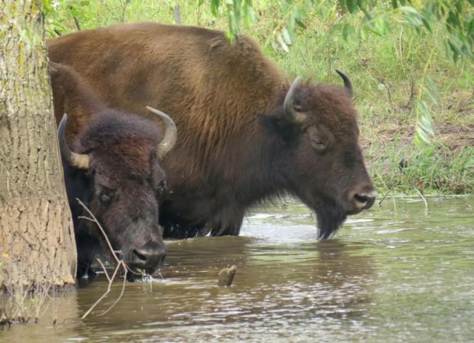 Minneopa bison herd growing, but some bull calves will be auctioned ...