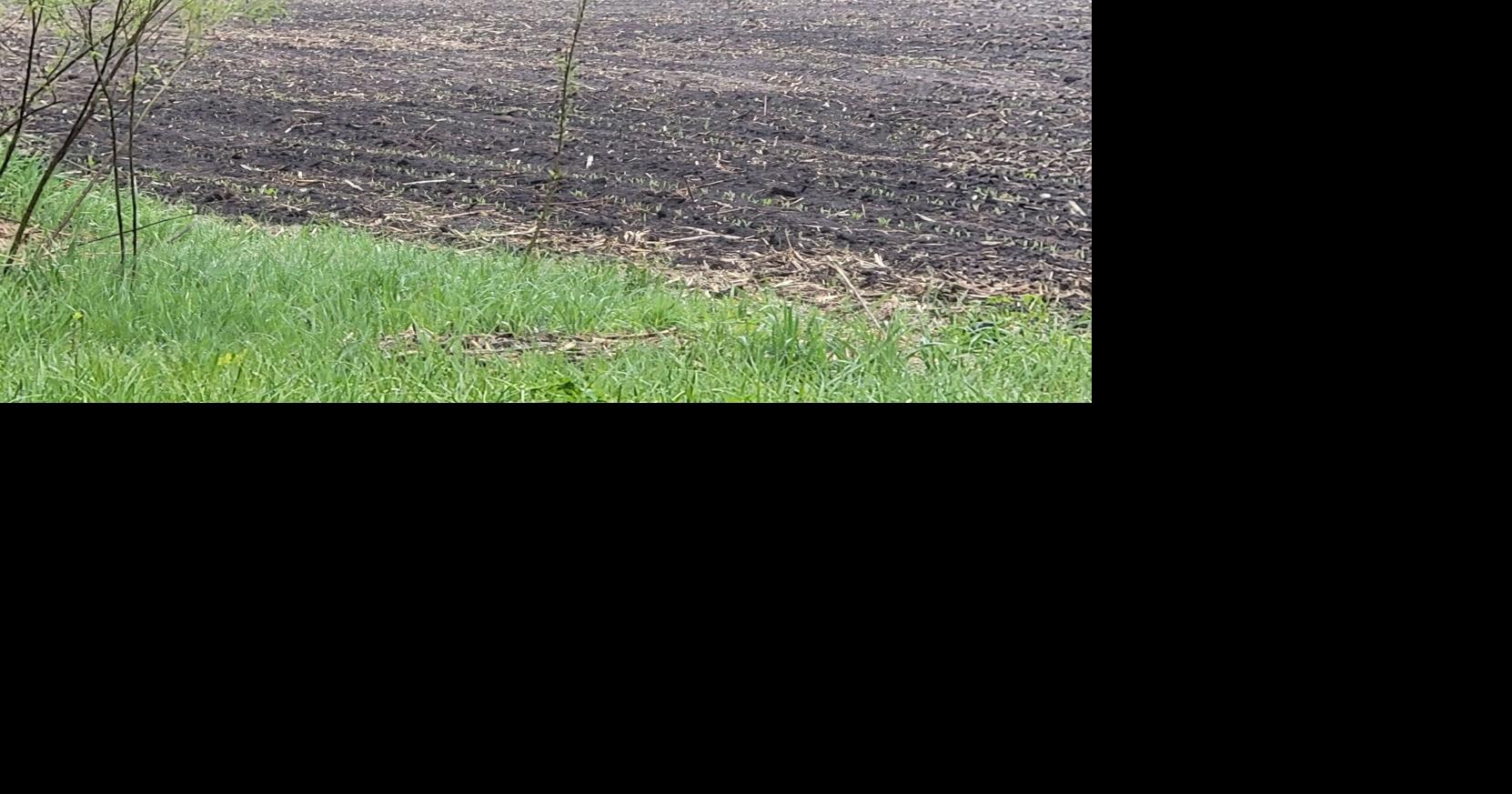 Mackenthun: Doing prep work now will enhance success of spring turkey ...