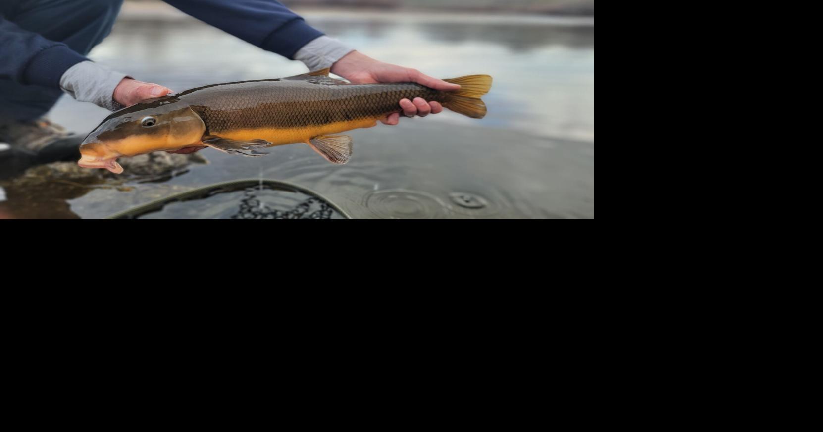 Mackenthun: Native species provide elusive prey in Arizona | Local ...
