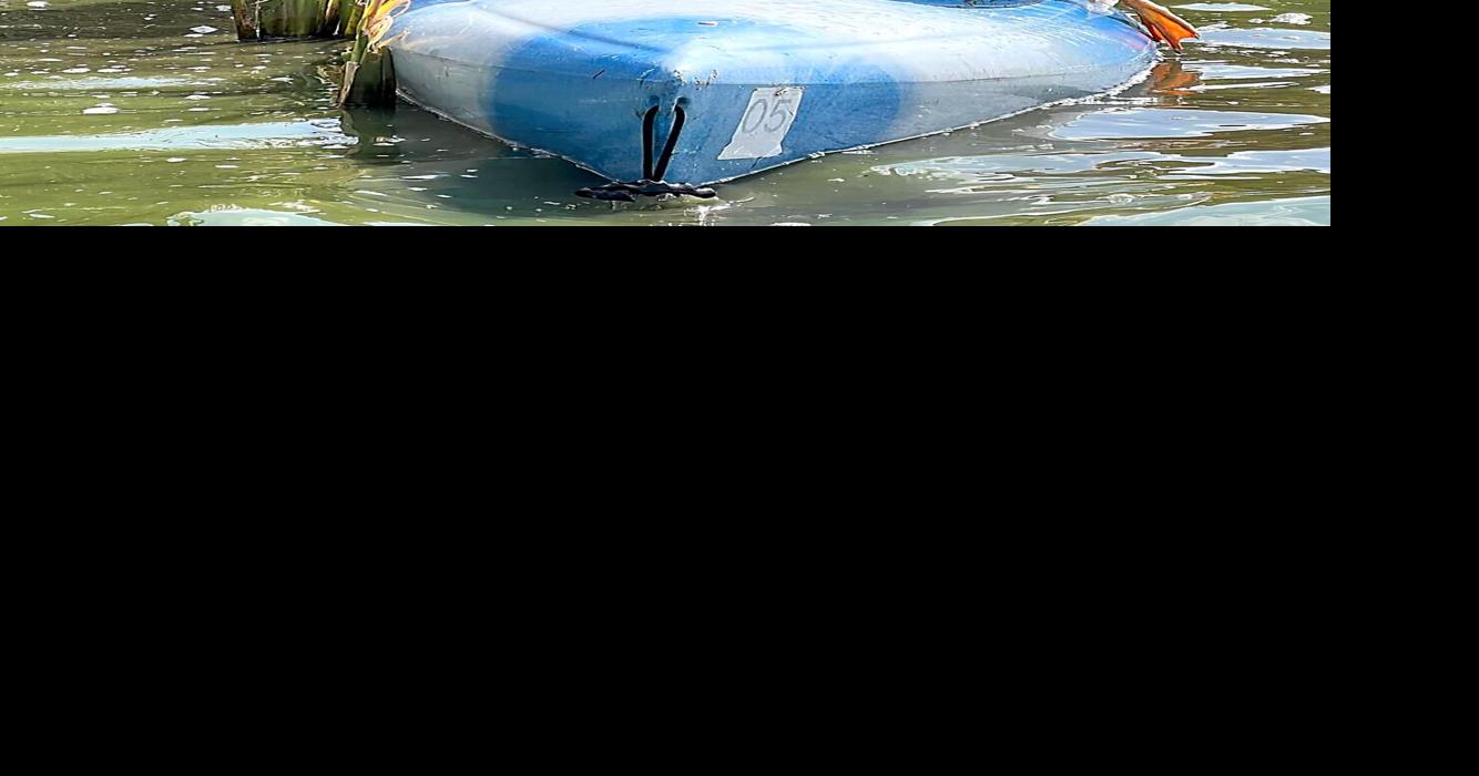 Locally famous injured pelican rescued, then euthanized | Local News | mankatofreepress.com