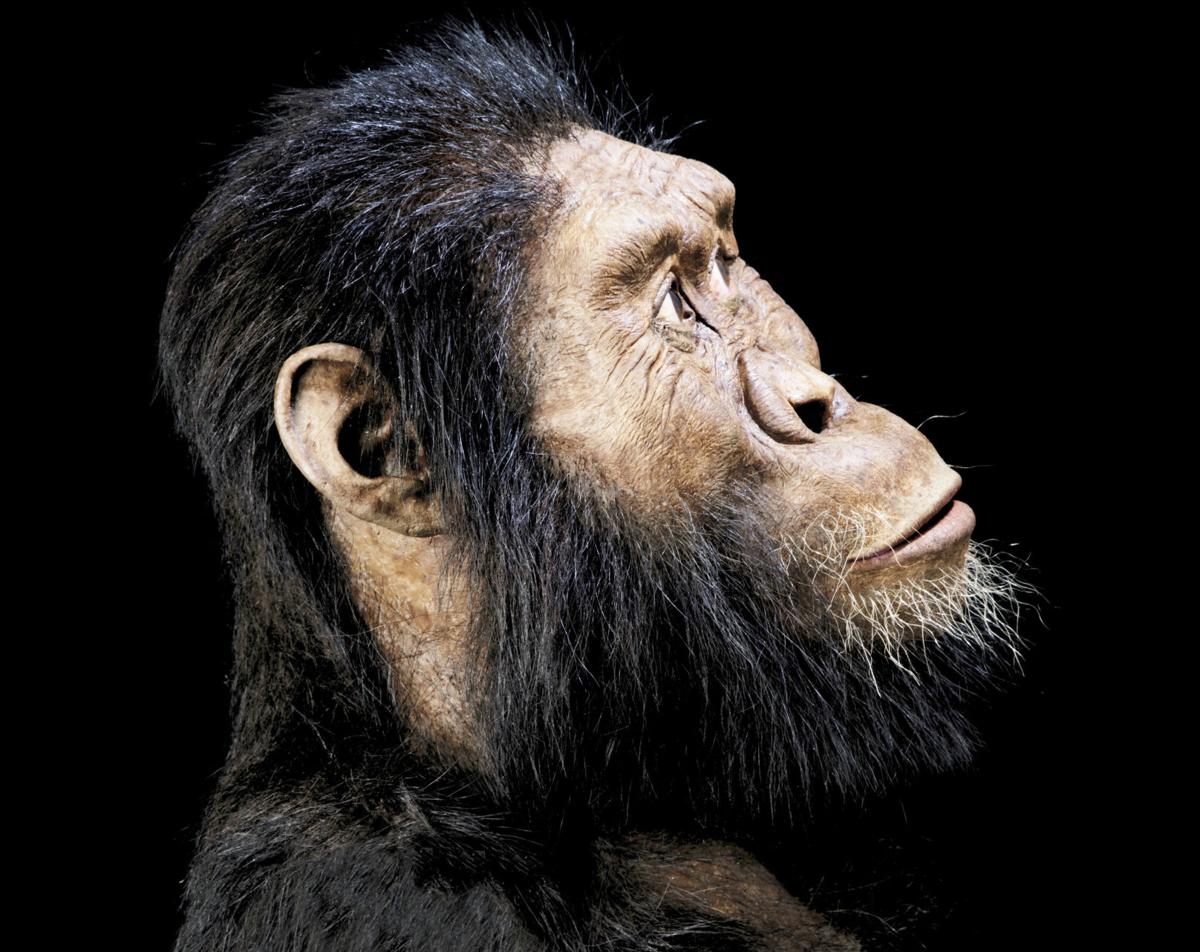 australopithecus anamensis tools