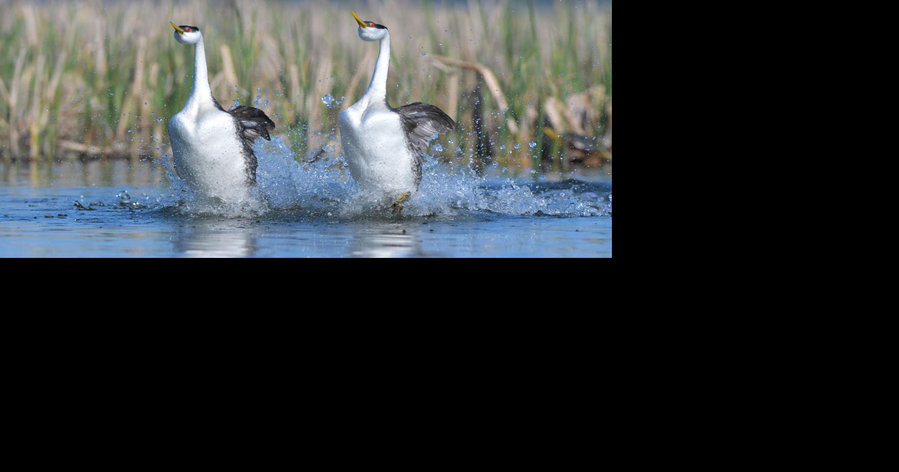 Observing grebes in Minnesota means show time | Local Sports ...