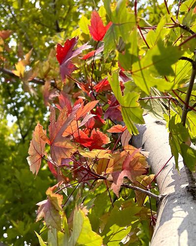 Yellow flashes, but best fall color is yet to come | Local News ...
