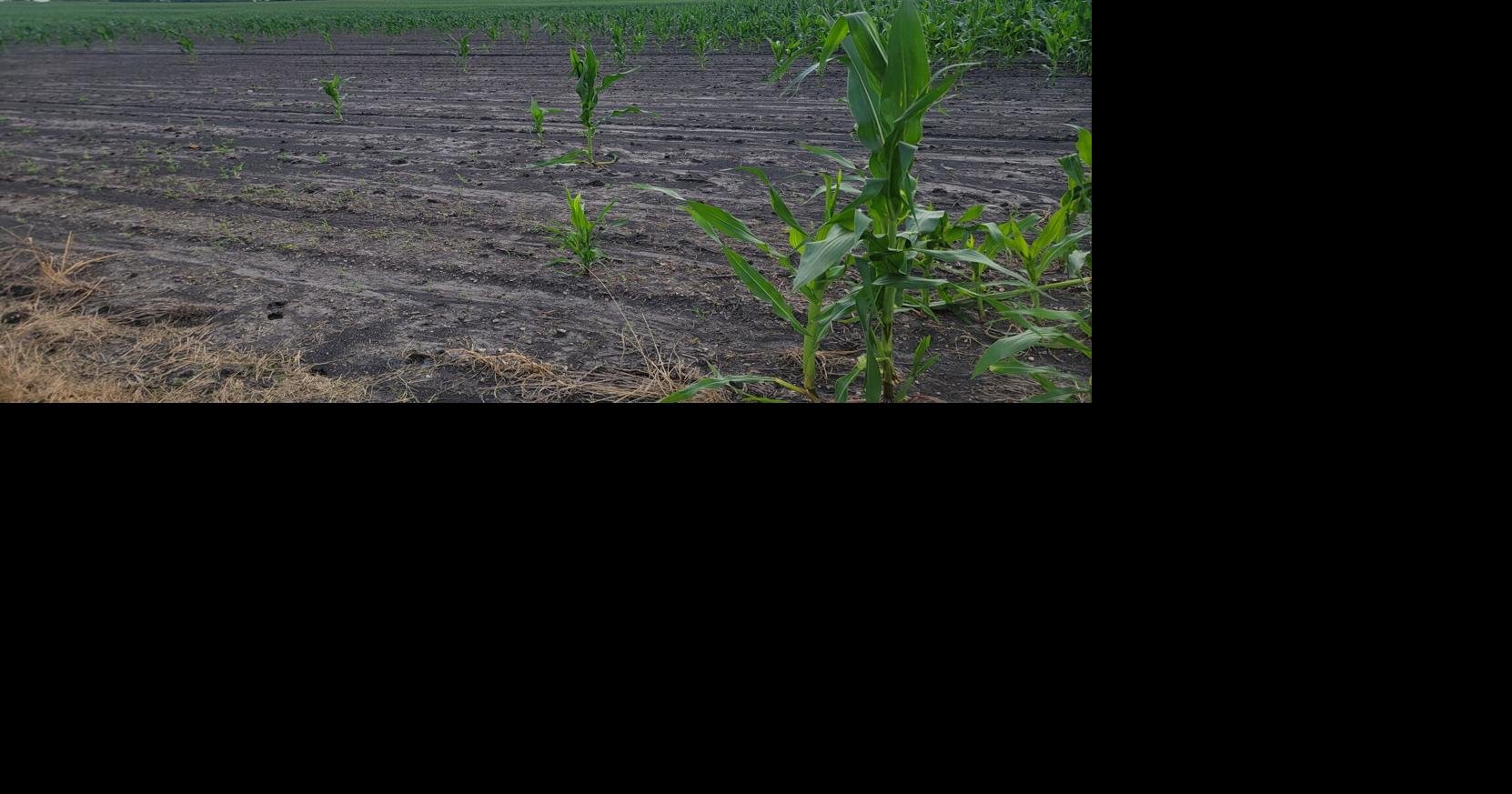 Minnesota corn crop poor while rest of Corn Belt strong | Local News ...