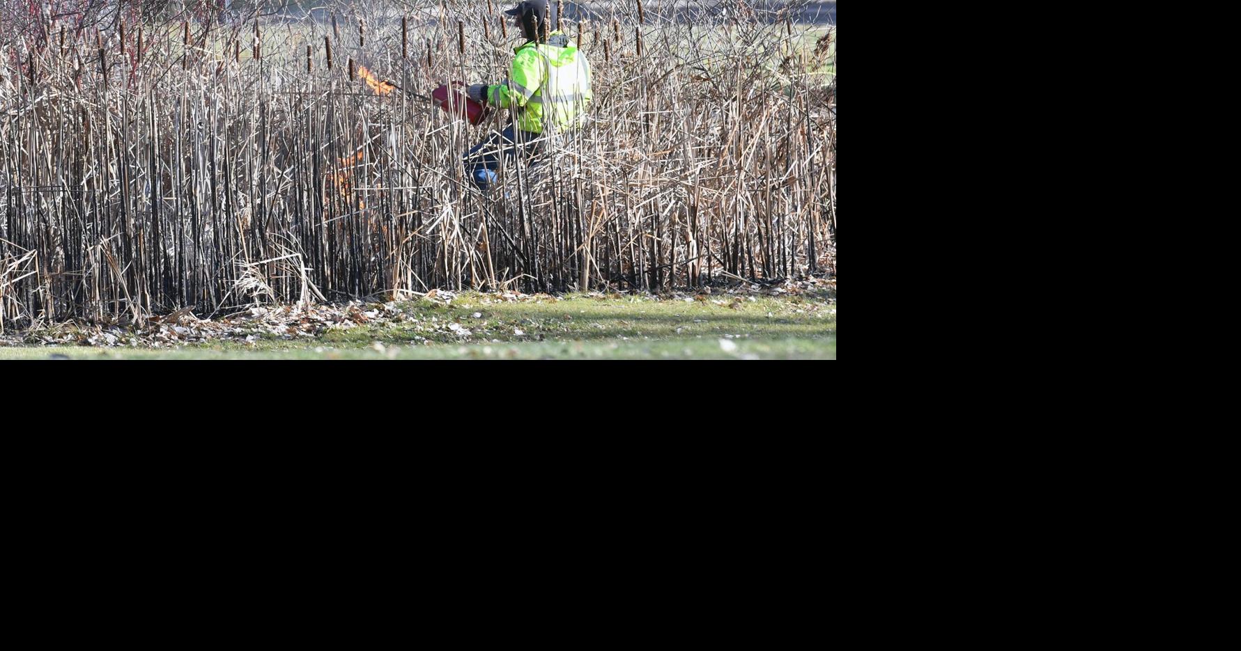 Burning cattails | Local News | mankatofreepress.com