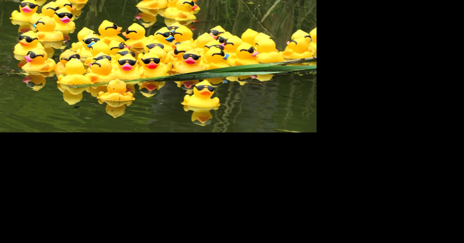 Just ducky! Rubber duck race raises money for Scouts | Local News ...