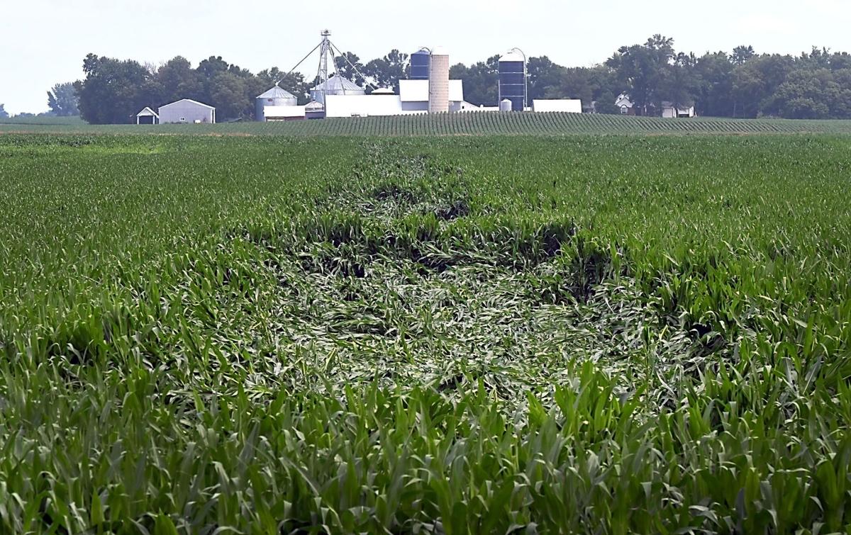 PHOTOS: Storm damages crops, farms | Photos | mankatofreepress.com