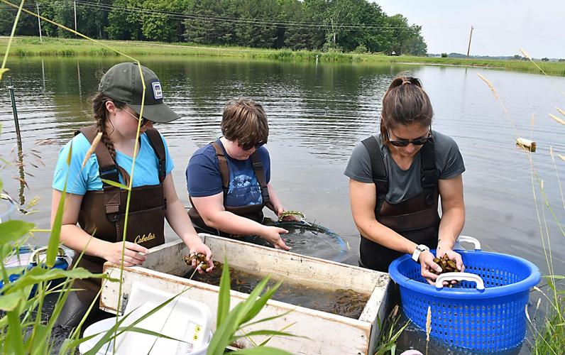 Mussels get a checkup at Waterville hatchery | Local News ...