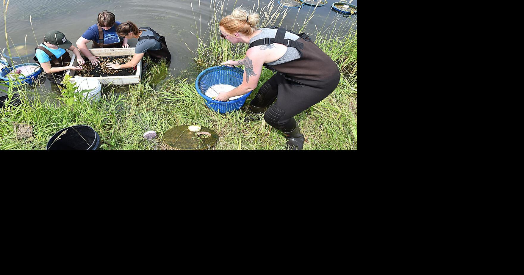 Mussels get a checkup at Waterville hatchery | Local News ...