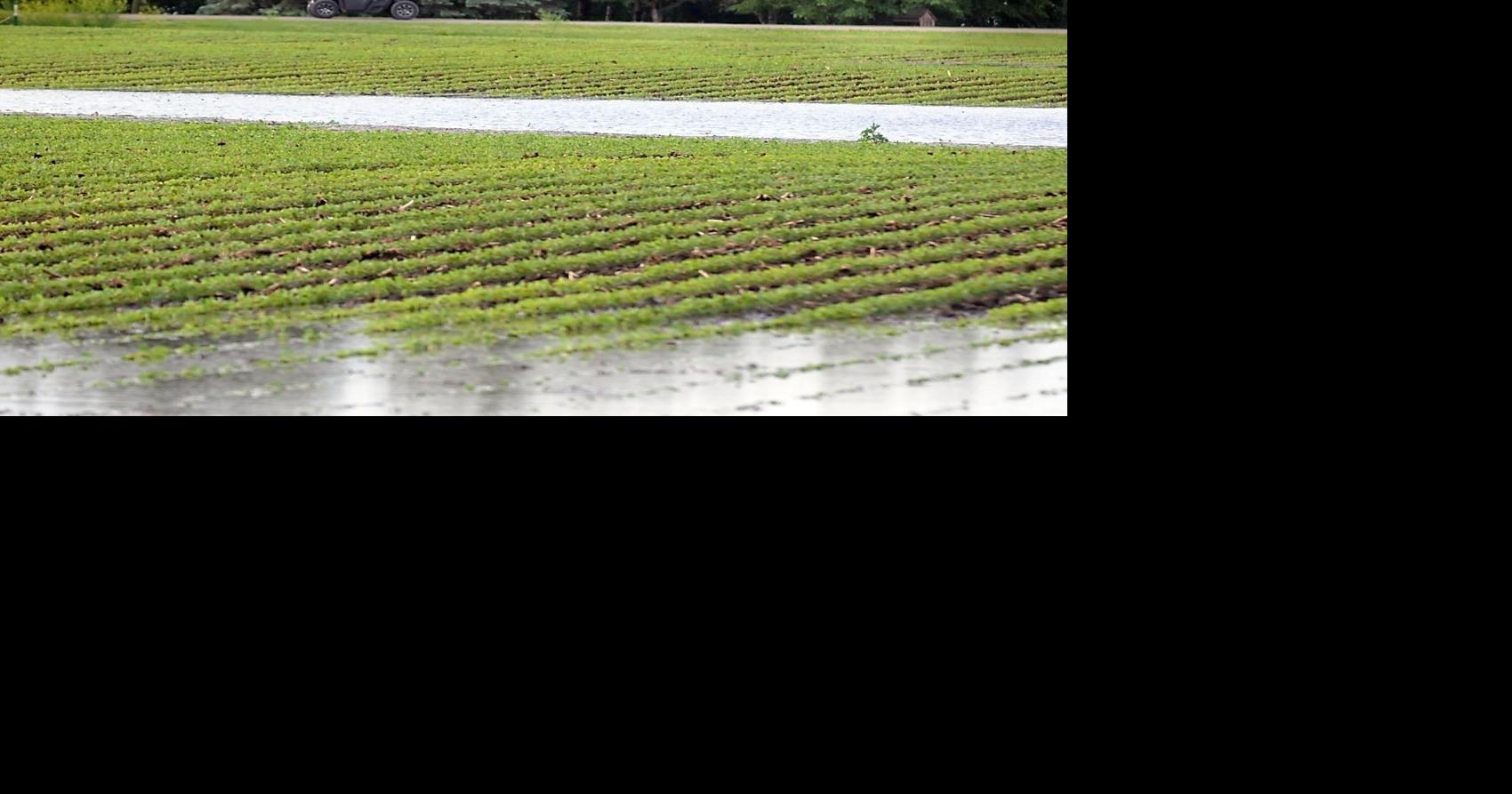 Storm soaks farm fields in Mankato area | Local News | mankatofreepress.com