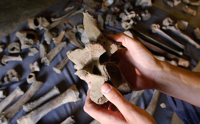 bison bones used for