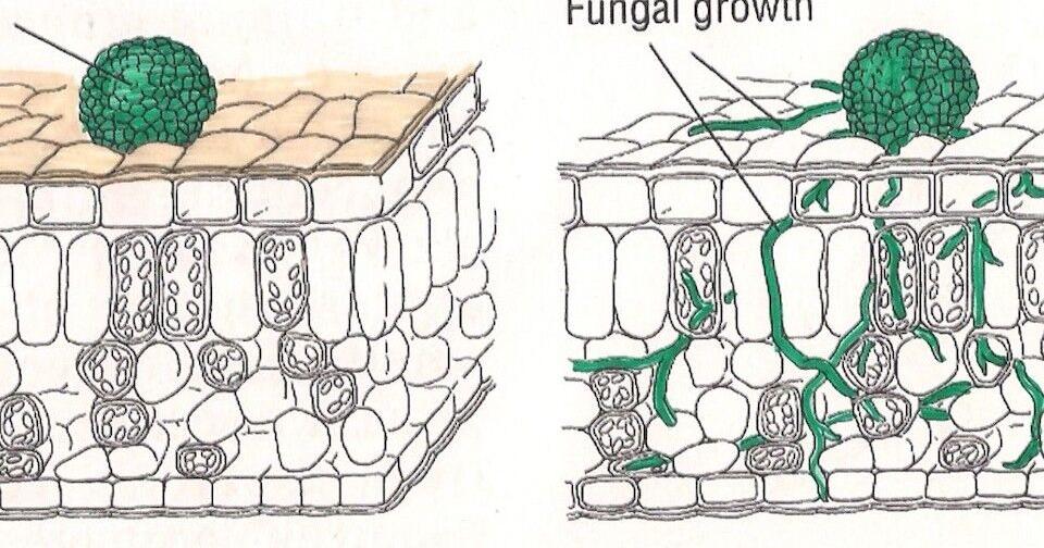 leaf cross section blank