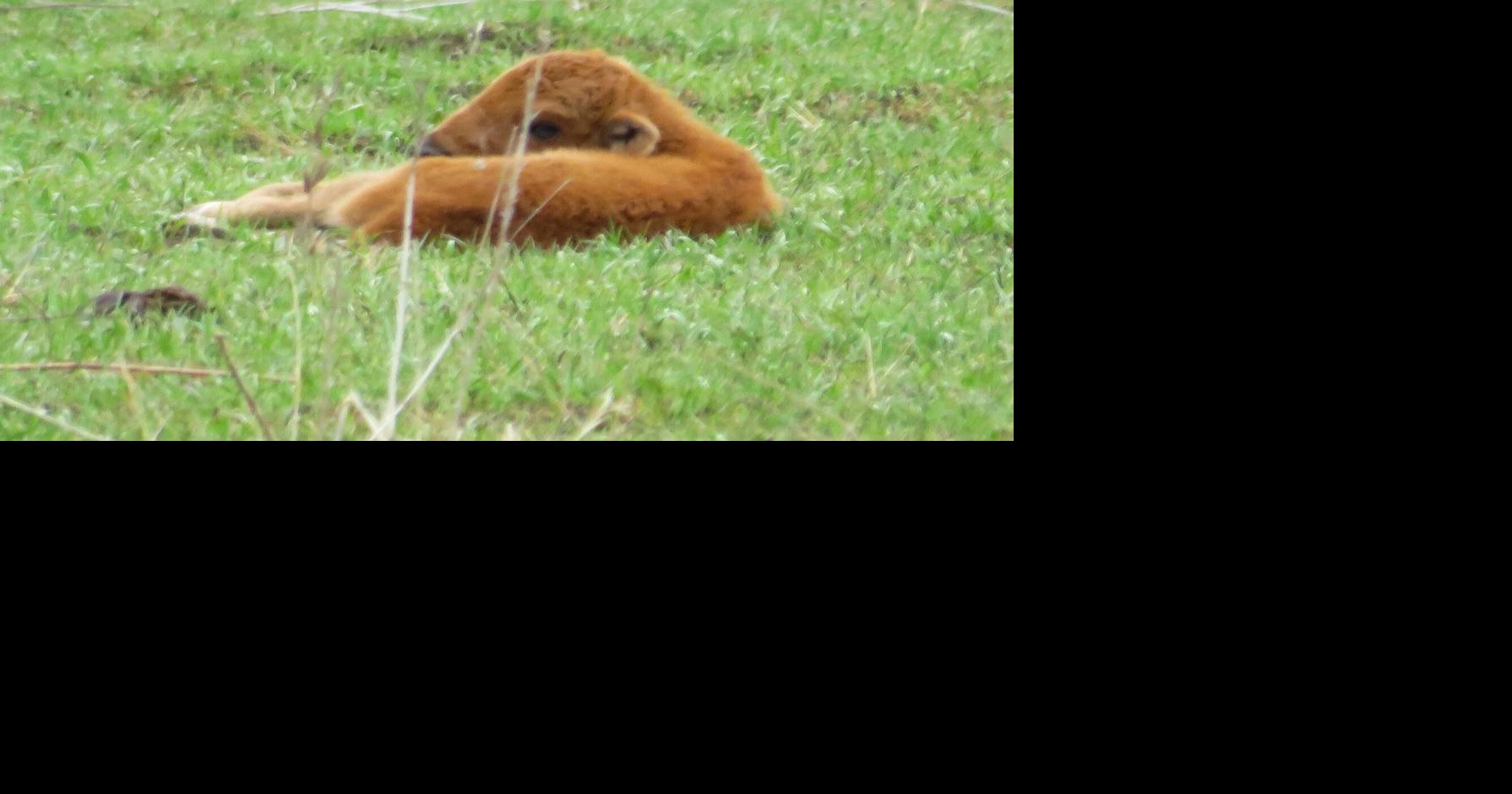 Baby bison kicks off Minneopa's calving season | Local News ...