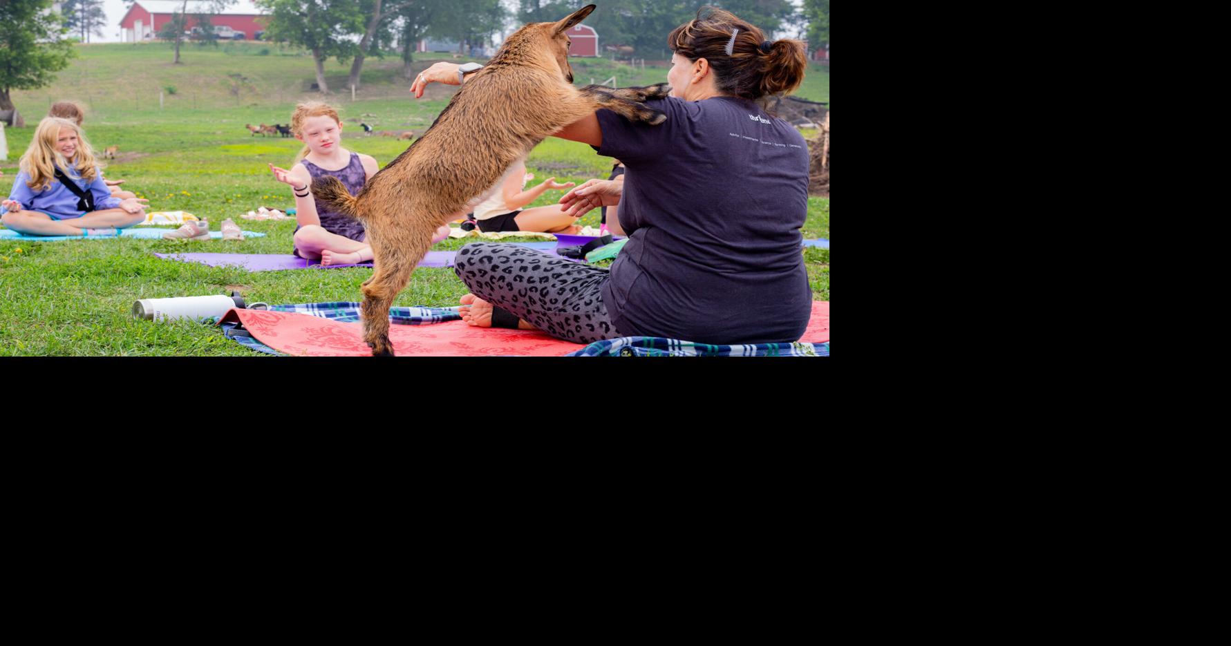 Yoga at Goofy Goat Farm | Photos | mankatofreepress.com