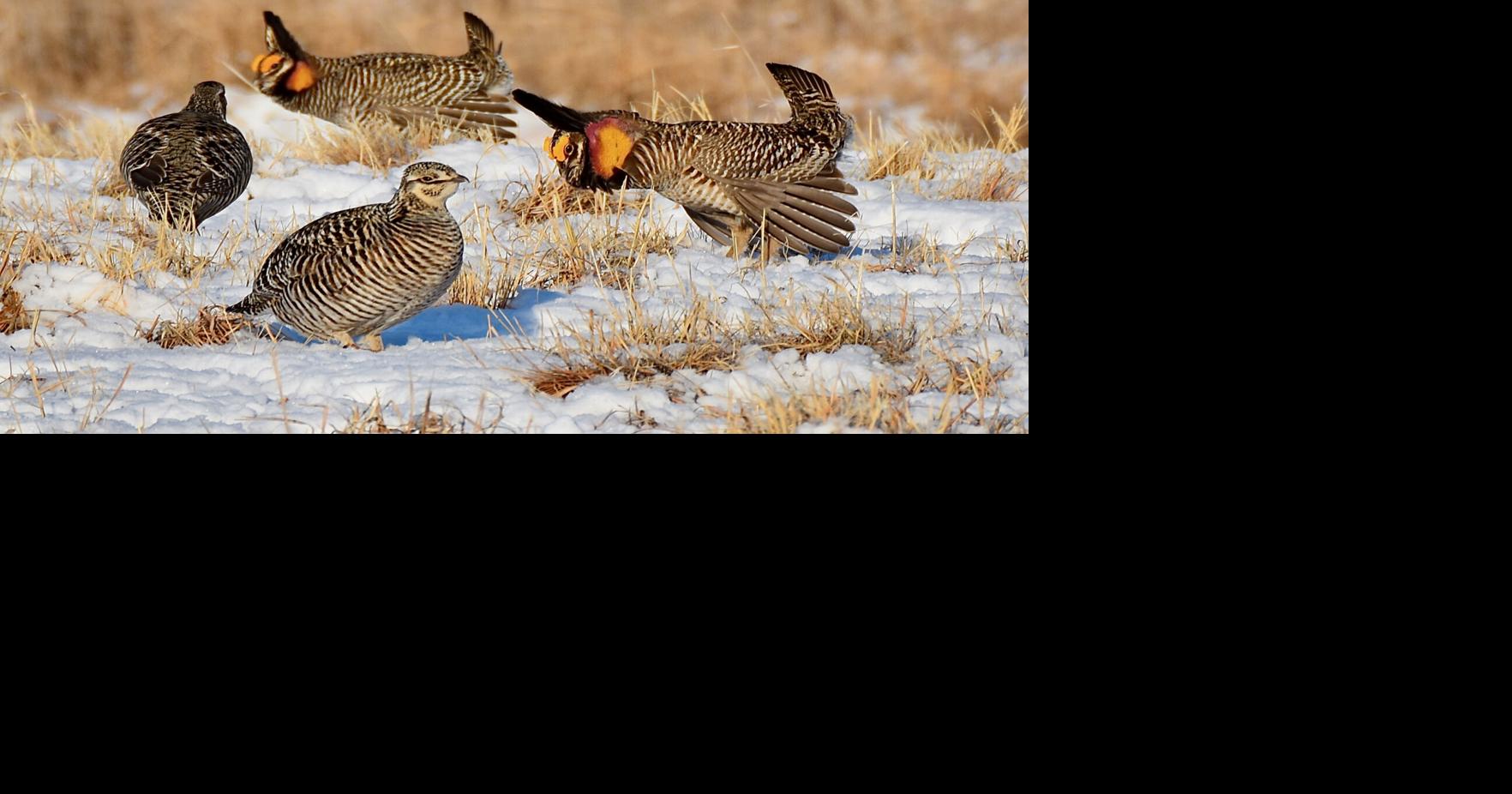 Heilman: Prairie chicken's mating ritual is must-see | Local Sports ...