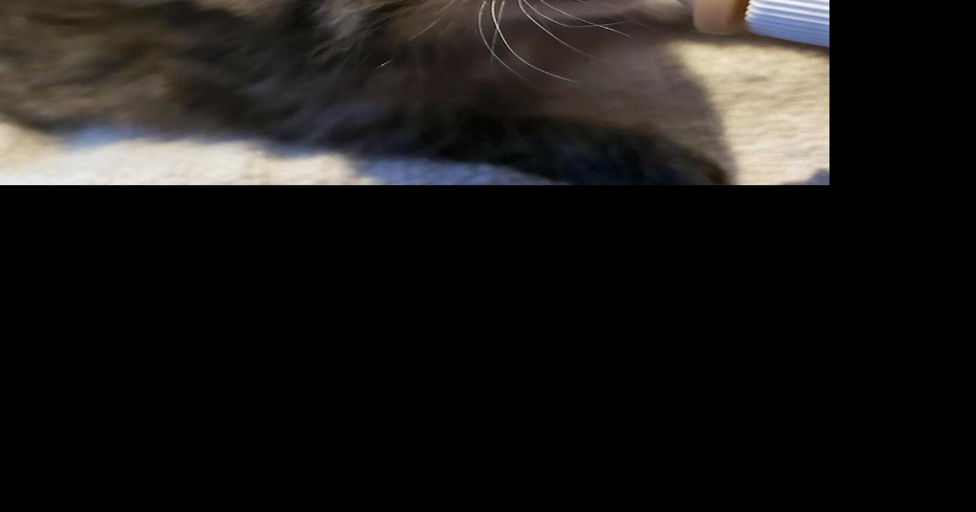 Orphaned newborn kittens rescued from farm, dump | Local News ...