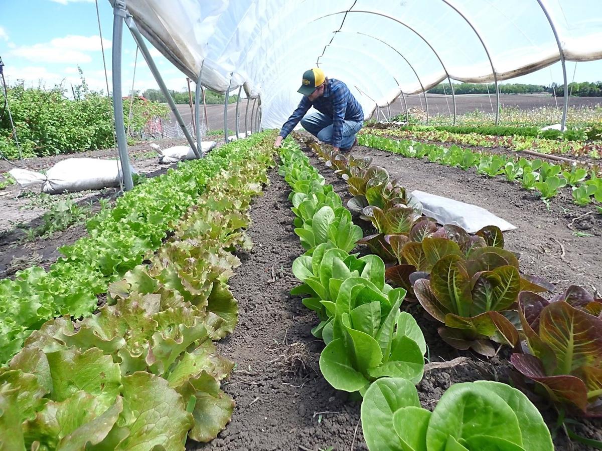 CSA farms expanding in Mankato area | Local News | mankatofreepress.com