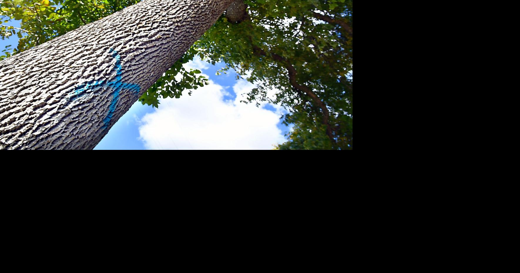 400 replacements coming for lost Mankato ash trees | Local News | mankatofreepress.com