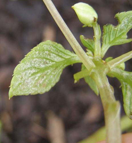 impatiens mildew