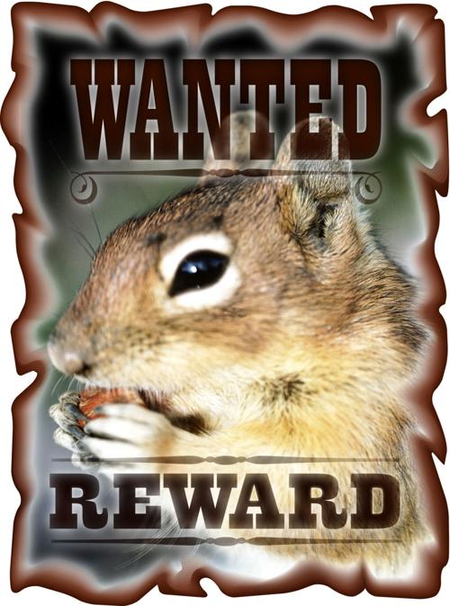 squirrels wanted poster.jpg | | mankatofreepress.com
