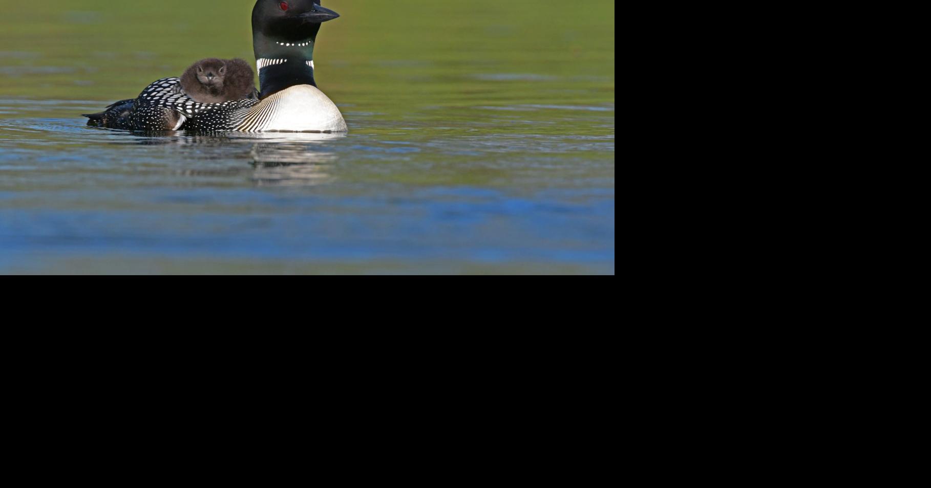 Outdoor column: From south to north, baby animals are common sight ...