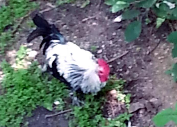 rooster woken up