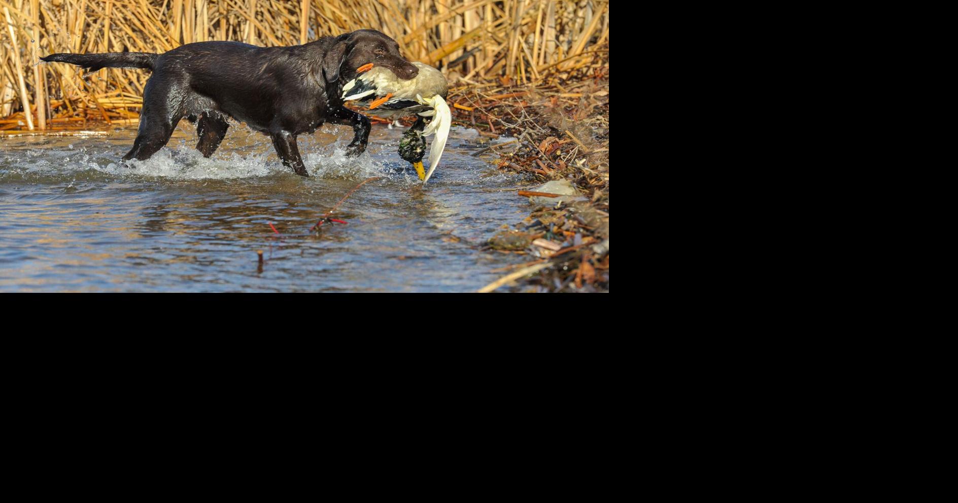 Morrison: Dog training in groups can pay handsome dividends | Local ...