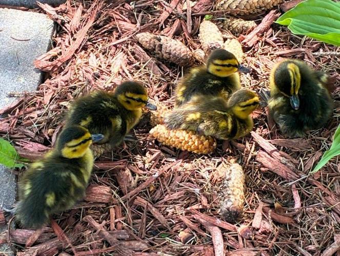 With baby ducks in peril, it's North Mankato cops to the resCUTE ...