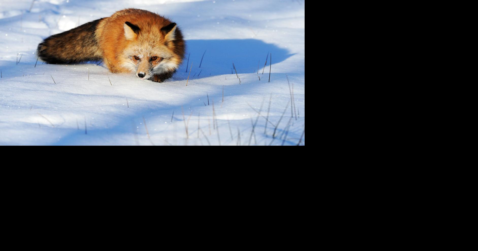 Outdoors: Minnesota's state parks offer winter wildlife viewing ...