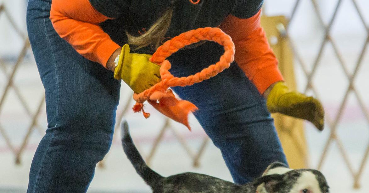 Dogs delight in 'flyball' relay racing | Local News | mankatofreepress.com