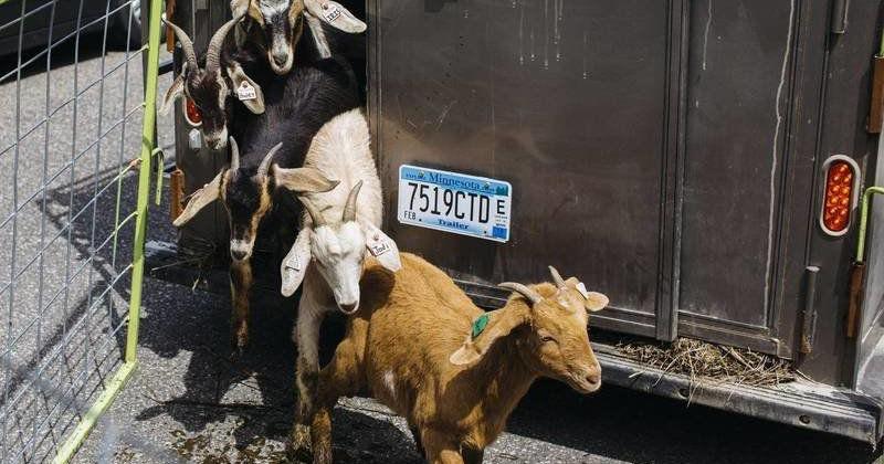 Goats attack invasive species a munch at a time | Local News ...