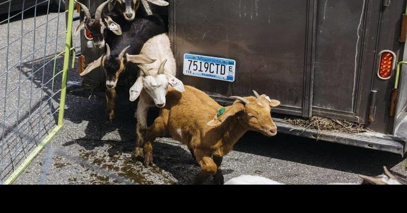 Goats attack invasive species a munch at a time | Local News | mankatofreepress.com
