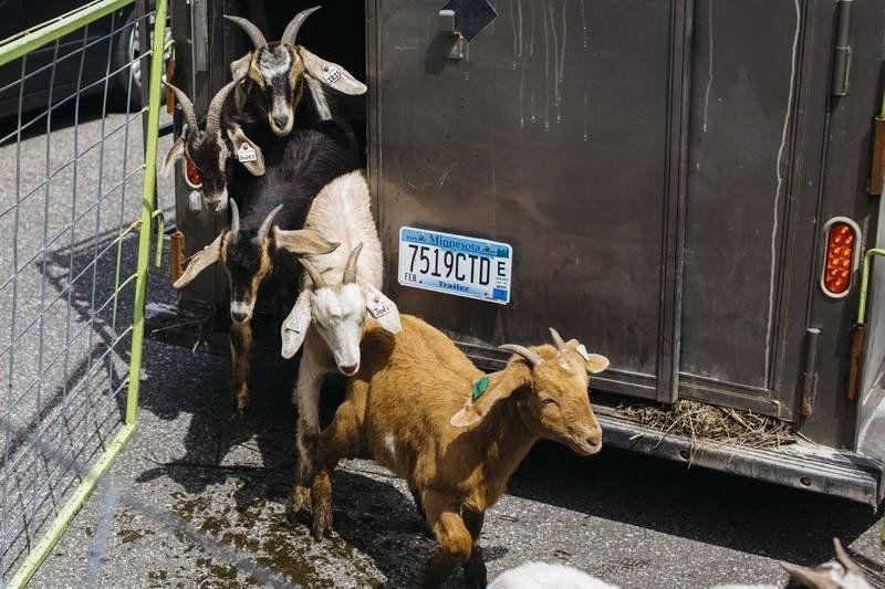 Goats attack invasive species a munch at a time | Local News ...