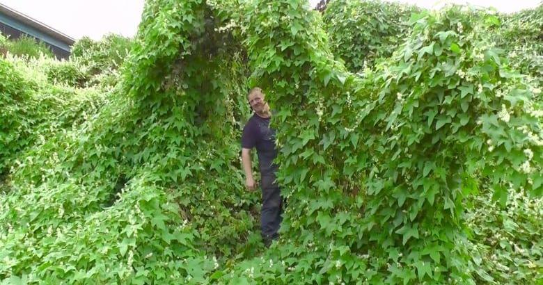 Ask Us: Vines overtaking southern MN are native, not invasive | Local ...