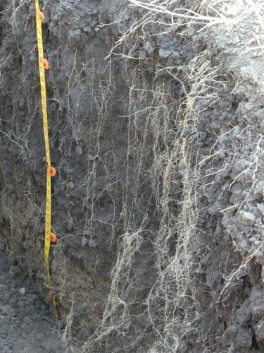 St. Peter farm epicenter of newly emerging Kernza industry | Local News ...