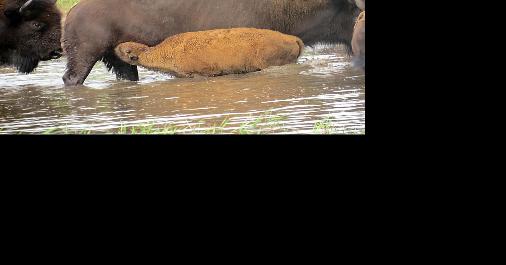 Minneopa bison herd growing, but some bull calves will be auctioned ...
