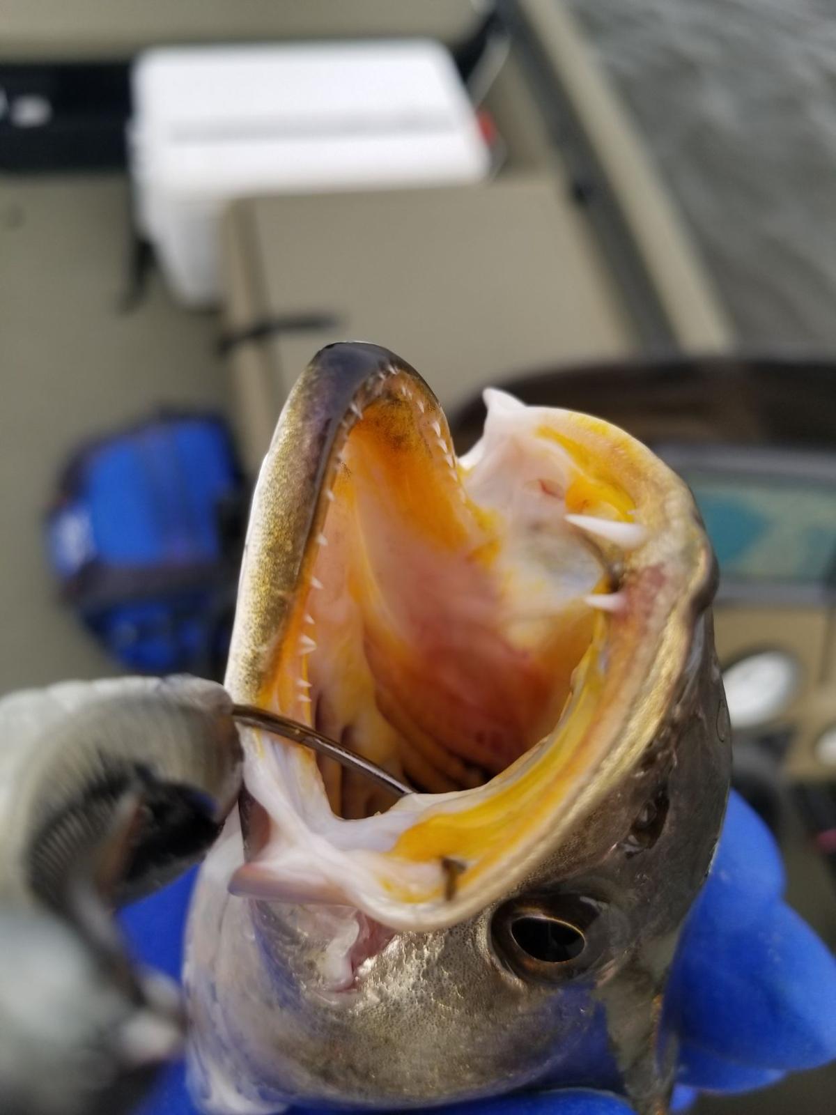 Local guide makes trip to anglers' paradise | Outdoors ...