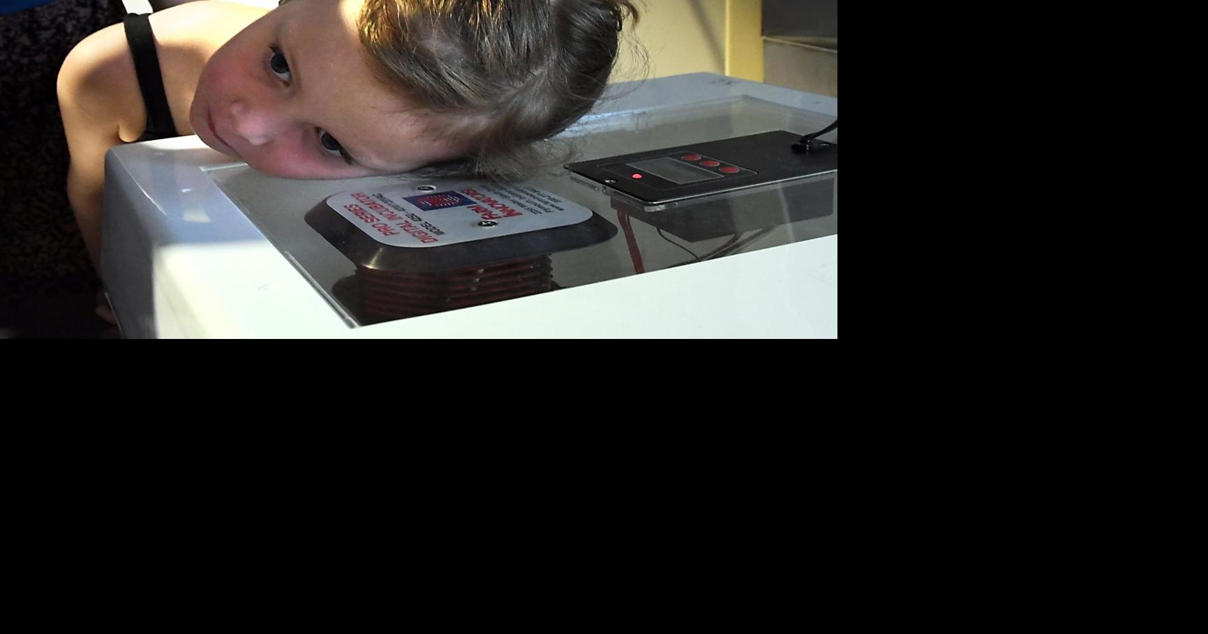 Chicks hatching at the Children's Museum | Local News ...