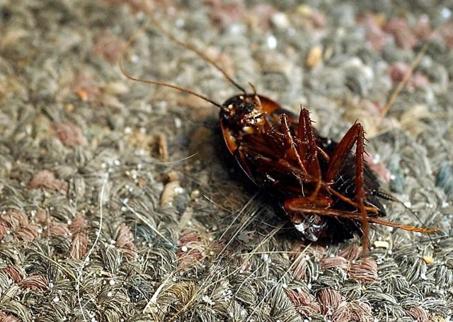 Roaches ride into downtown | Local News | mankatofreepress.com