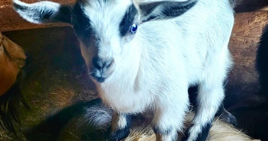 Goat-napped! Week-old ‘kid’ stolen from Goofy Goat Farm | Local News ...