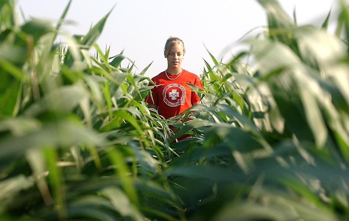 Detasseling a rite of passage for teens | Lifestyles | mankatofreepress.com