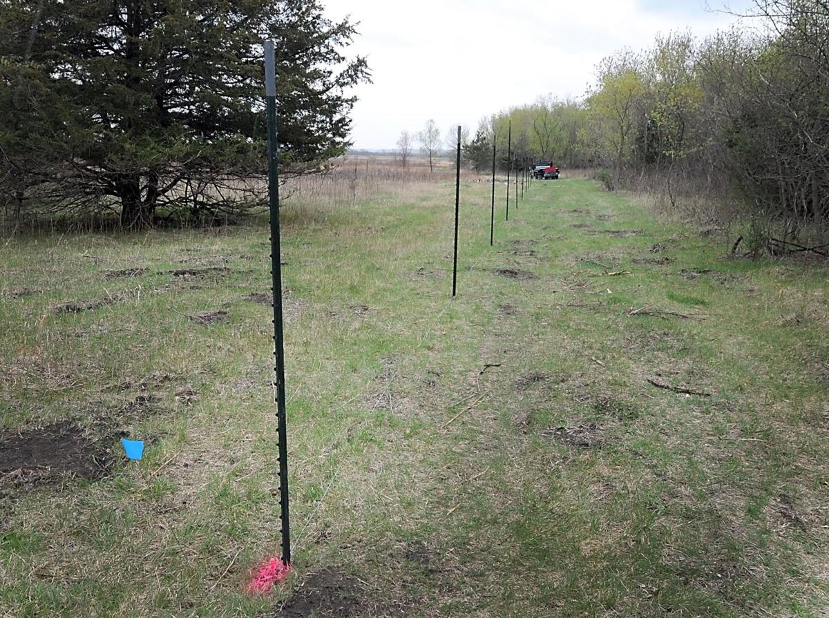 Bison fence going up in Minneopa State Park | News | mankatofreepress.com