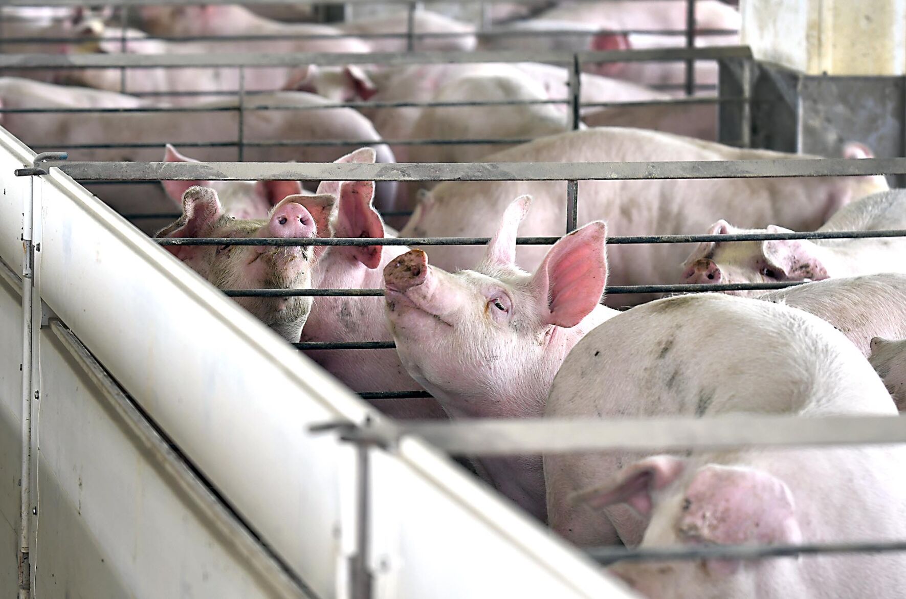 Ask Us: Level of hog manure stink depends on several variables | Local ...