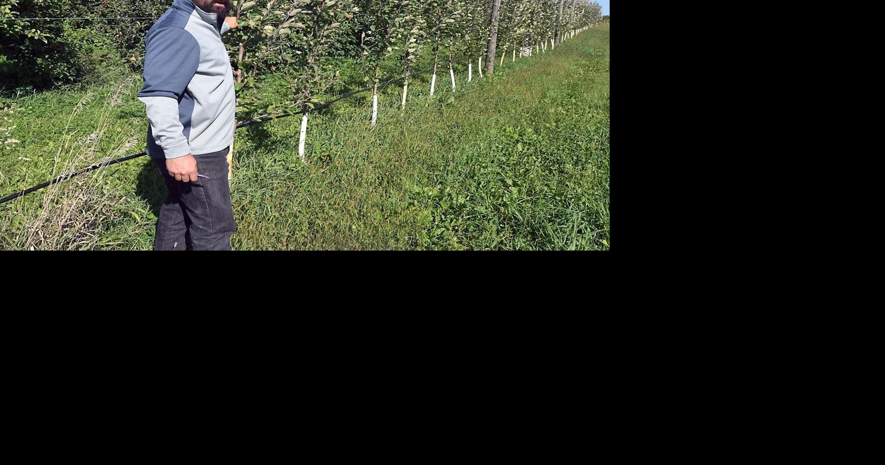 Core of the matter: U of M First Kiss apple rising star | Local News ...