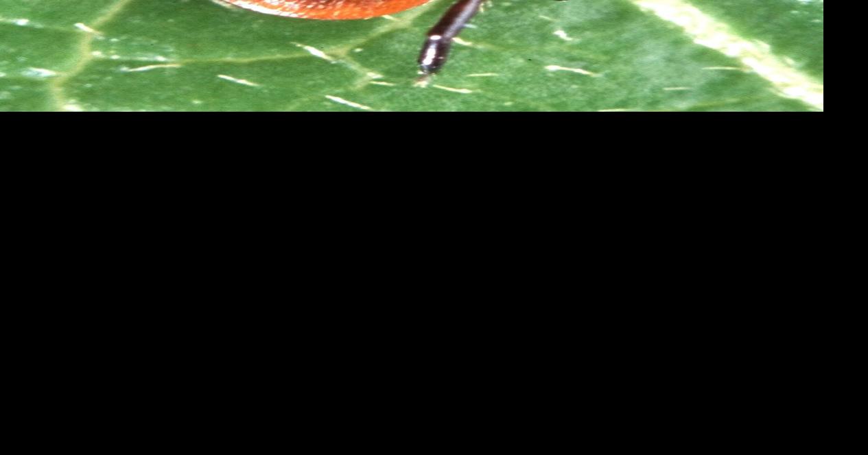 Tick season hits southern Minnesota | Local News | mankatofreepress.com