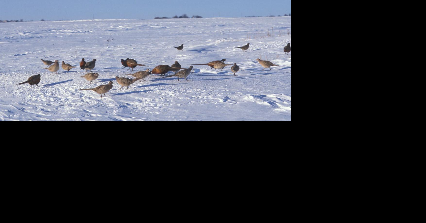 Mackenthun: Feeding animals causes more problems than it solves | Local ...