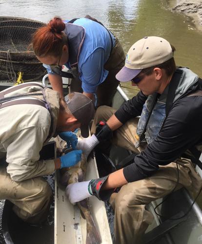 Catfish tracking on Minnesota River key to understanding populations ...