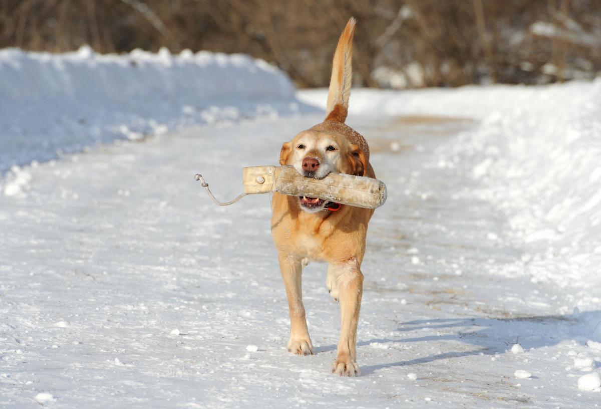 Morrison: Deep snow can help train hunting dogs | Local Sports ...