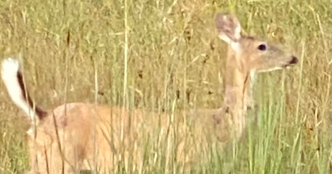 High-powered rifles for deer hunting debated | Local News ...