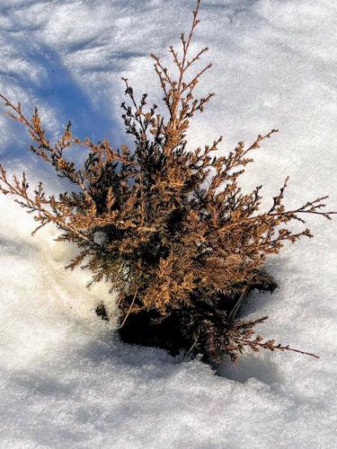 Slight browning on a pine doesn't necessarily mean it's dead ...